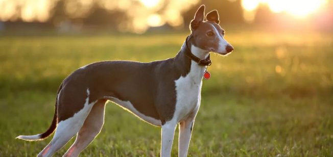 灵缇犬的起源和历史-宠物网