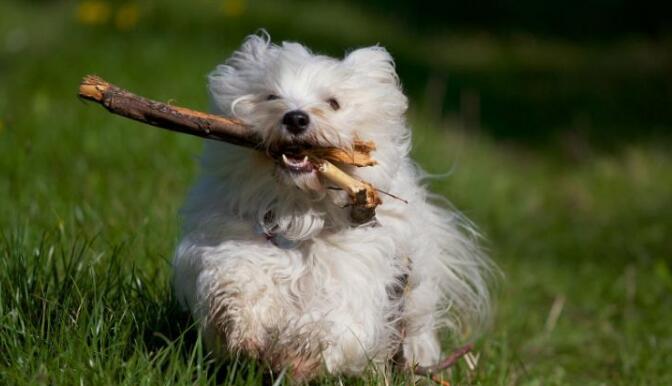 哈瓦那犬的生活习性-宠物网