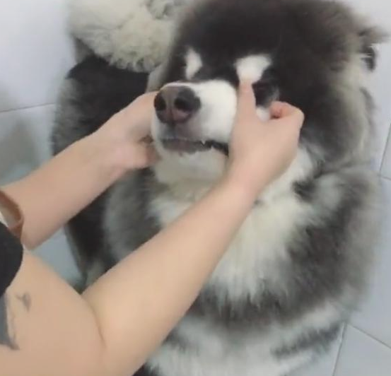带阿拉斯加犬去冼澡,却遭遇女店员狂吻,狗狗:长得帅便是苦恼多宠界新闻