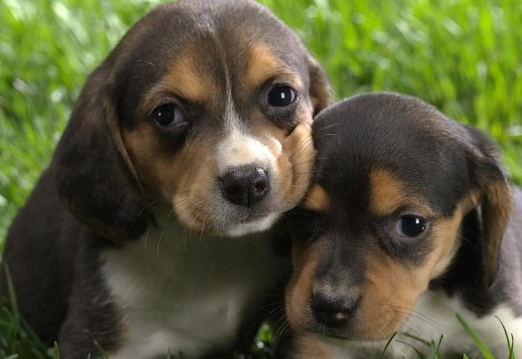 狗狗ccv是什么意思？需要送医院救治吗？-宠物网