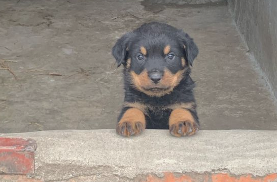 罗威纳犬价格-宠物网