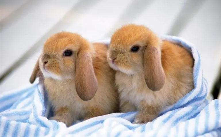 兔子配对成功会有什么反应-宠物网