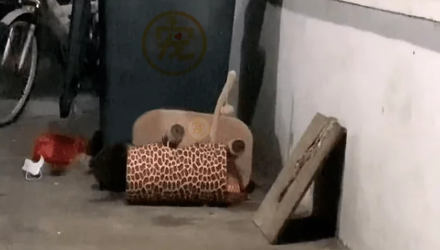 送来寄养的流浪猫，和家里的哈士奇形影不离，主人：这猫没法退啦宠界新闻