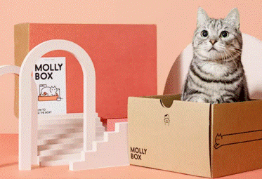molly box猫粮怎么样-宠物网