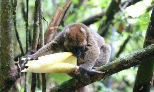 居然有猴子不爱吃香蕉？让我们一起走近金竹驯狐猴吧-宠物网