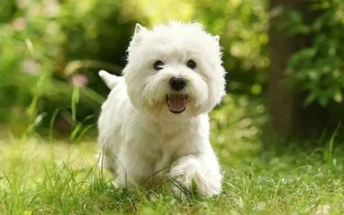 西高地白梗犬的优缺点-宠物网