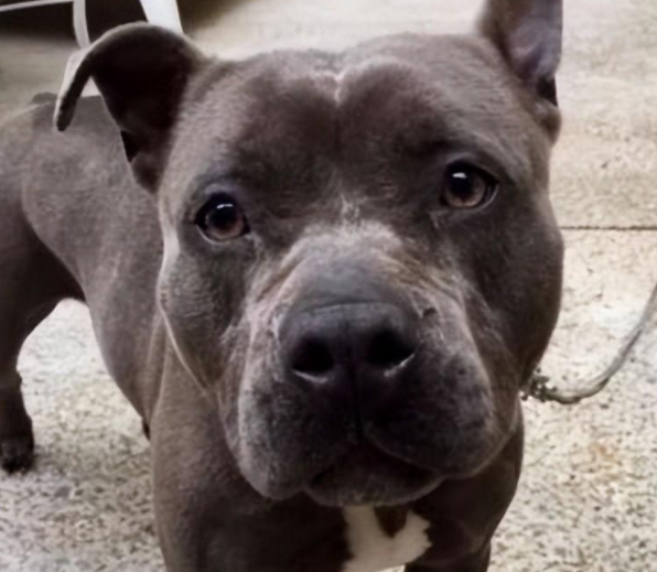 男子寄养狗狗不给钱，老板竟将它关在地下室3年，暗无天日_宠界新闻