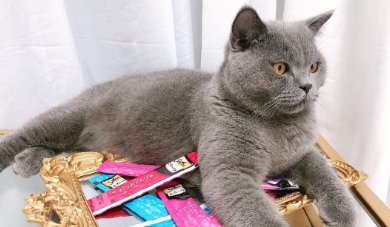 测评种草 | 来瞧瞧希宝Sheba猫条-宠物网