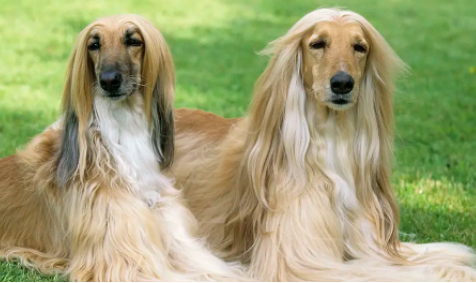 长耳朵长毛的狗狗都有什么品种，有没有你喜欢的呢~-宠物网