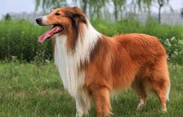 长毛狗狗品种图片-宠物网