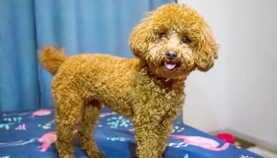 小体泰迪为啥容易死？有人清楚吗？-宠物网