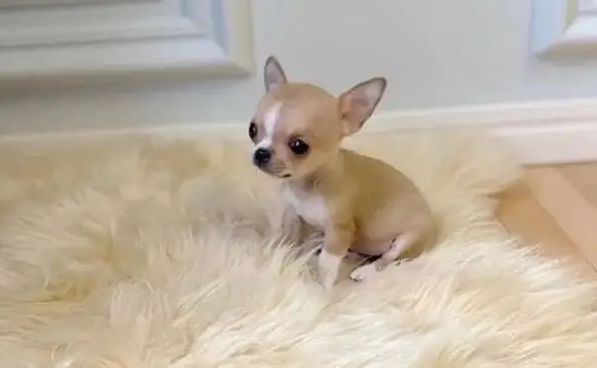 小型犬短毛有哪些品种？来这了解一下-宠物网