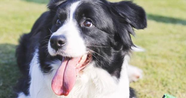 趣事｜邊牧多大不再調皮？看完你就知道了 | 趣事頭條新聞 | havefun.buzz