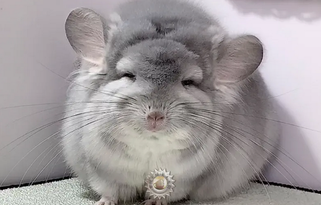 每日一问，我们经常饲养的宠物龙猫是猫吗？-宠物网