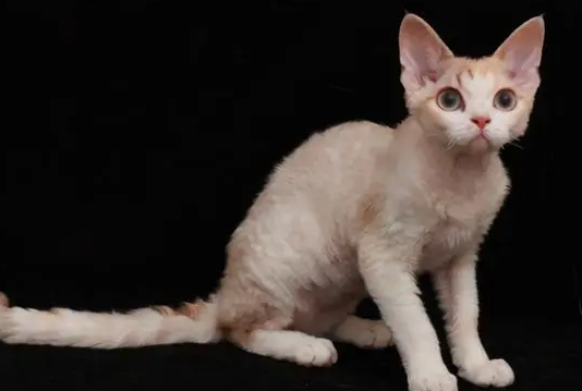 德文猫为什么叫德文-宠物网