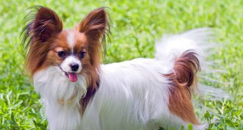 趣事｜狗狗得了水腦症怎麼辦？如何解決？ | 趣事頭條 | havefun.buzz