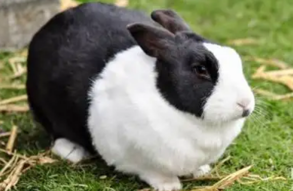 我们俗称的熊猫兔，到底是什么品种的兔子？-宠物网