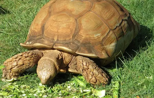 苏卡达吃什么长得快？看完这篇文章你就知道了-宠物网