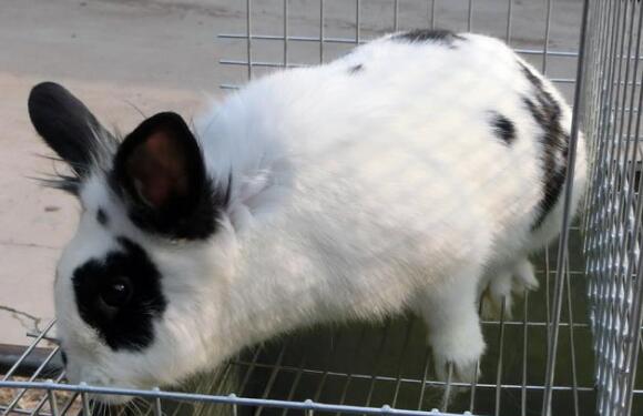我们俗称的熊猫兔，到底是什么品种的兔子？-宠物网