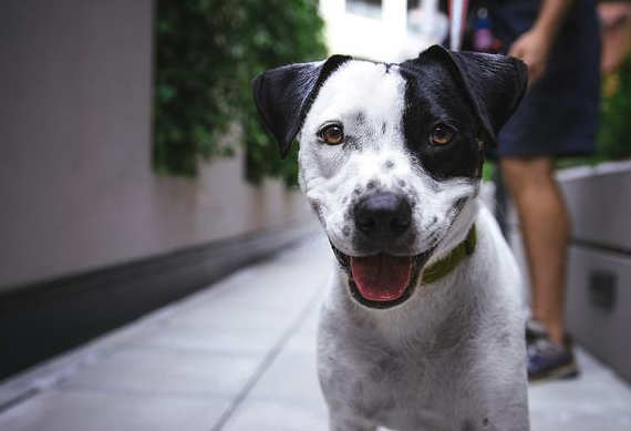 优质宠物代母乳羊奶粉品质如何？盖夫金冠用数据说话-宠物网