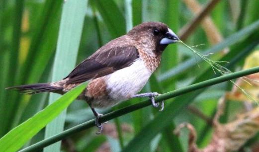 白腰文鸟吃什么？主要有这些-宠物网
