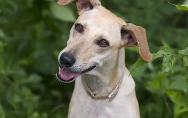 宠物益生菌是个好东西，可如果使用方法错了，钱就白花了-宠物网