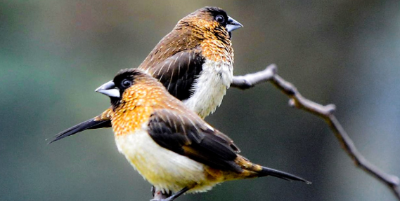 白腰文鸟优点和缺点有哪些？往下看-宠物网