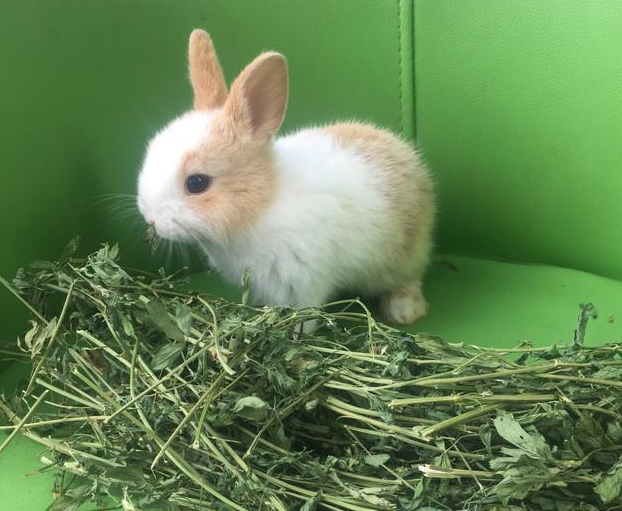 兔子草是什么-宠物网