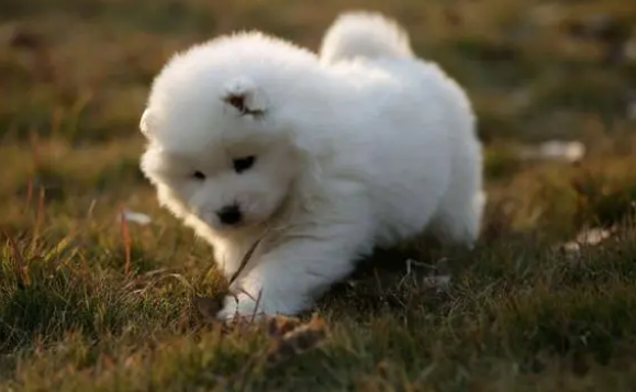 「谋定而动·企业家说」专访TOUCHDOG（它它）主理人李伟波-宠物网