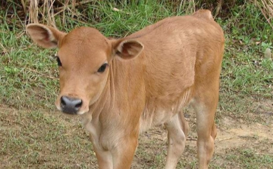 华牧兽药科普：给小牛拉骨架怎么做播-宠物网