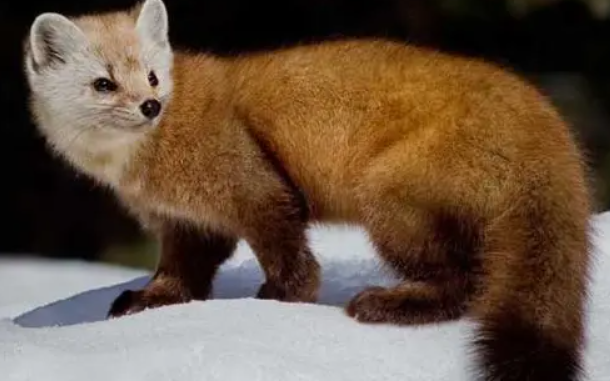 貂价格多少钱一只-宠物网