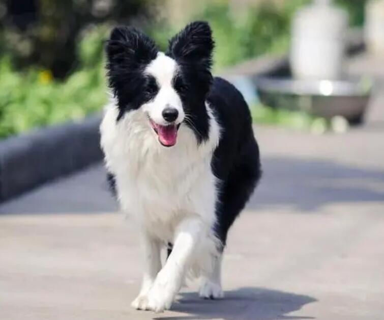 趣事｜邊牧多久洗一次澡？需要注意什麼？ | 趣事頭條新聞 | havefun.buzz