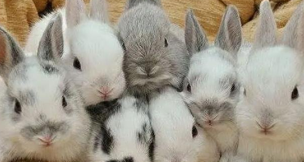 兔子颜色遗传规律-宠物网