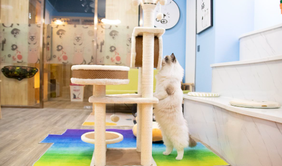 正规猫舍推荐官网-宠物网