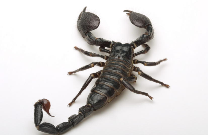 蝎子吃什么食物？一起来了解下吧。-宠物网