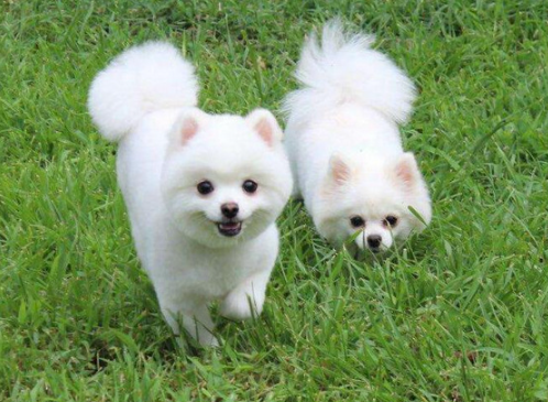 小型宠物犬品种大全-宠物网