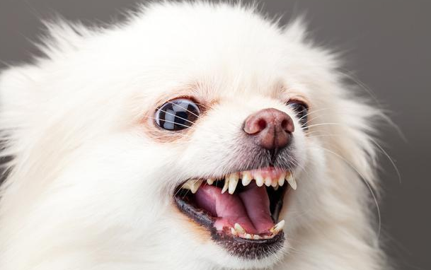 趣事｜倘若狗狗有這6個“壞習慣”，即使長得再萌，也只會遭人嫌 | 趣事頭條新聞 | havefun.buzz