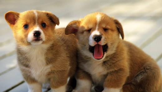 教会狗狗这五个小专业技能，给你养狗生活更轻轻松松！-宠物网