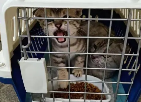 宠物猫怎么托运到外地-宠物网