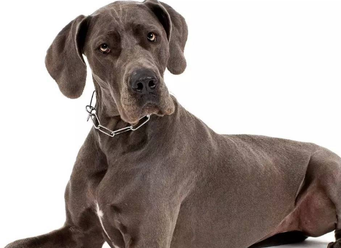 大丹犬初遇小萌猫就吃了对方一套喵喵拳，狗狗的表情最后亮了！_宠界新闻