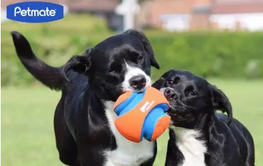 一文详解：petmate是什么宠物品牌-宠物网