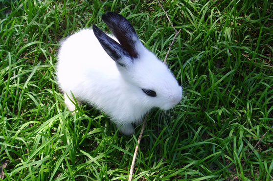 熊猫兔好养吗？饮食健康对熊猫兔很重要-宠物网