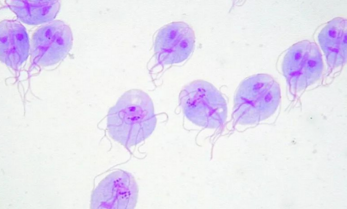 FDA批准维克动保Ayradia，用于治疗犬十二指肠贾第鞭毛虫感染-宠物网