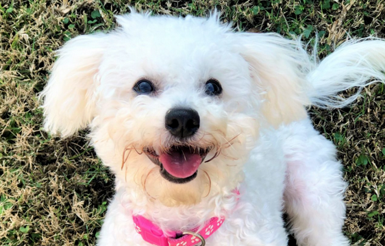 马尔泰犬(Maltipoo)的性格和特征-宠物网