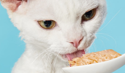 Boopucat波普猫猫罐头的优点有哪些？速了解~-宠物网