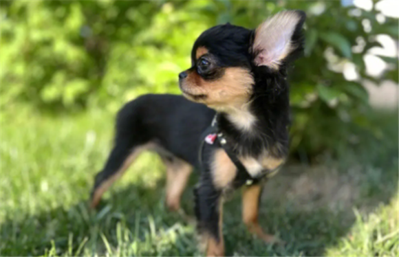 适合家养的小型犬？吉娃娃有长毛和短毛两个品种-宠物网