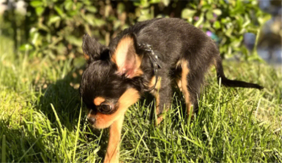 适合家养的小型犬？吉娃娃有长毛和短毛两个品种-宠物网