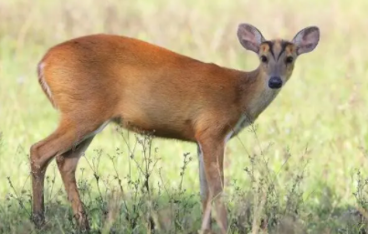 狗是偶蹄动物还是偶蹄动物-宠物网