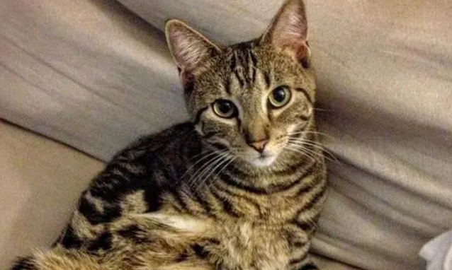 狸花猫和虎斑猫傻傻分不清，看看这5个方面！-宠物网