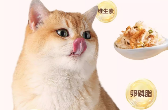 mollybox魔力猫盒：一站式养宠新体验-宠物网